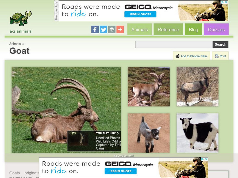 A Z Animals: Animal Facts: Goat (Capra Aegagrus Hircus) Handout for 9th ... A Z Animals: Animal Facts: Goat (Capra Aegagrus Hircus) Handout for 9th ...