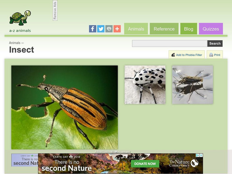 A Z Animals: Animal Facts: Insect (Insecta) Handout for 9th - 10th ... A Z Animals: Animal Facts: Insect (Insecta) Handout for 9th - 10th ...