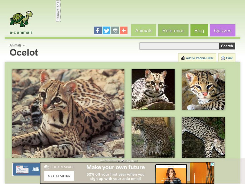 A Z Animals: Animal Facts: Ocelot (Leopardus Pardalis) Handout for 9th ... A Z Animals: Animal Facts: Ocelot (Leopardus Pardalis) Handout for 9th ...
