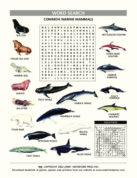 Common Marine Mammals Word Search Lesson Plan For 3rd 4th Grade Lesson Planet common-marine-mammals-word-search-lesson-plan-for-3rd-4th-grade-lesson-planet