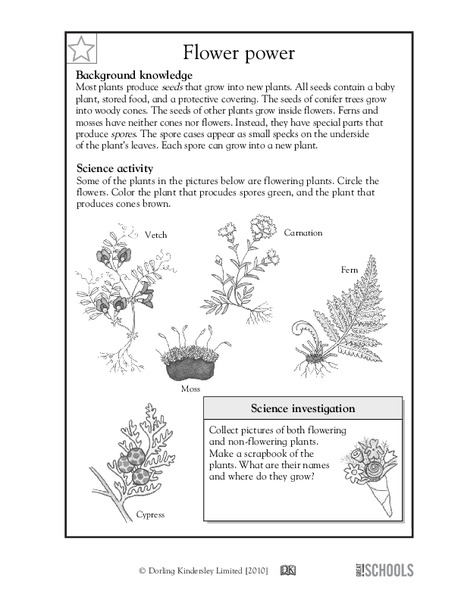 flower-power-worksheet-for-3rd-4th-grade-lesson-planet
